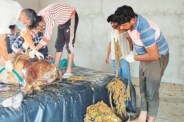 Barmer News: सिणधरी उपखंड में गली-गली बबूल की बाड़ और झाड़ियां, बढ़ गया ...