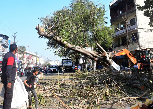 फ्लाईओवर की भेंट चढ़ा पीपल, पत्तों की बोरियां लेकर जाते लोग देखें photos
