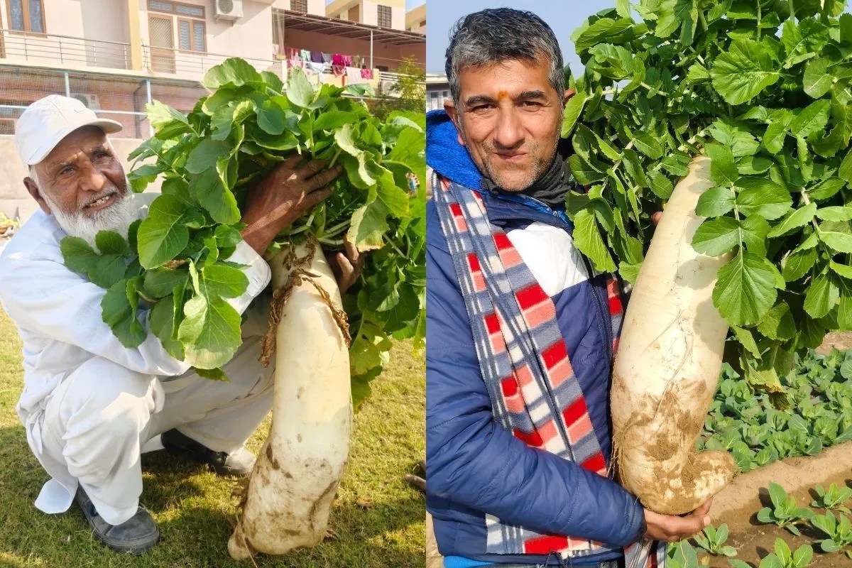 Viral Giant Radish: 9 किलो वजनी और 25 इंच की विशाल मूली देखकर चौंक गया ...
