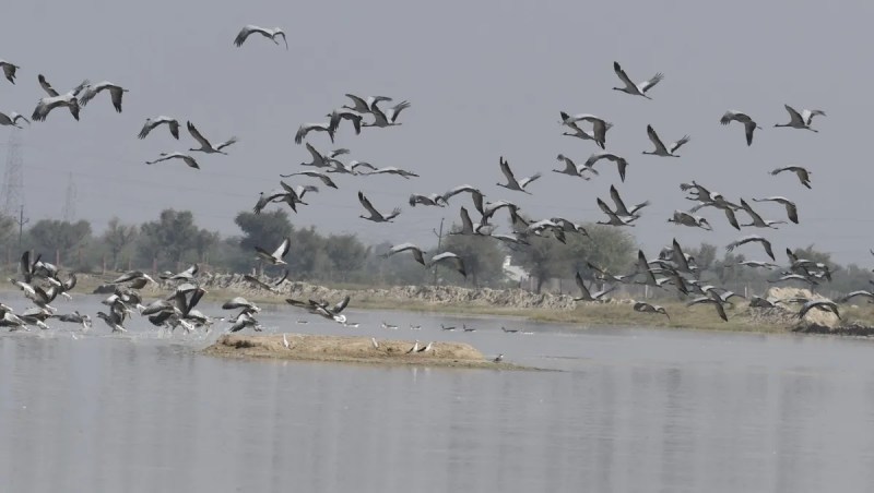 Tal Chappar : विदेशी मेहमानों से सजा जसवंतगढ़ वेटलैंड, प्रकृति का ...