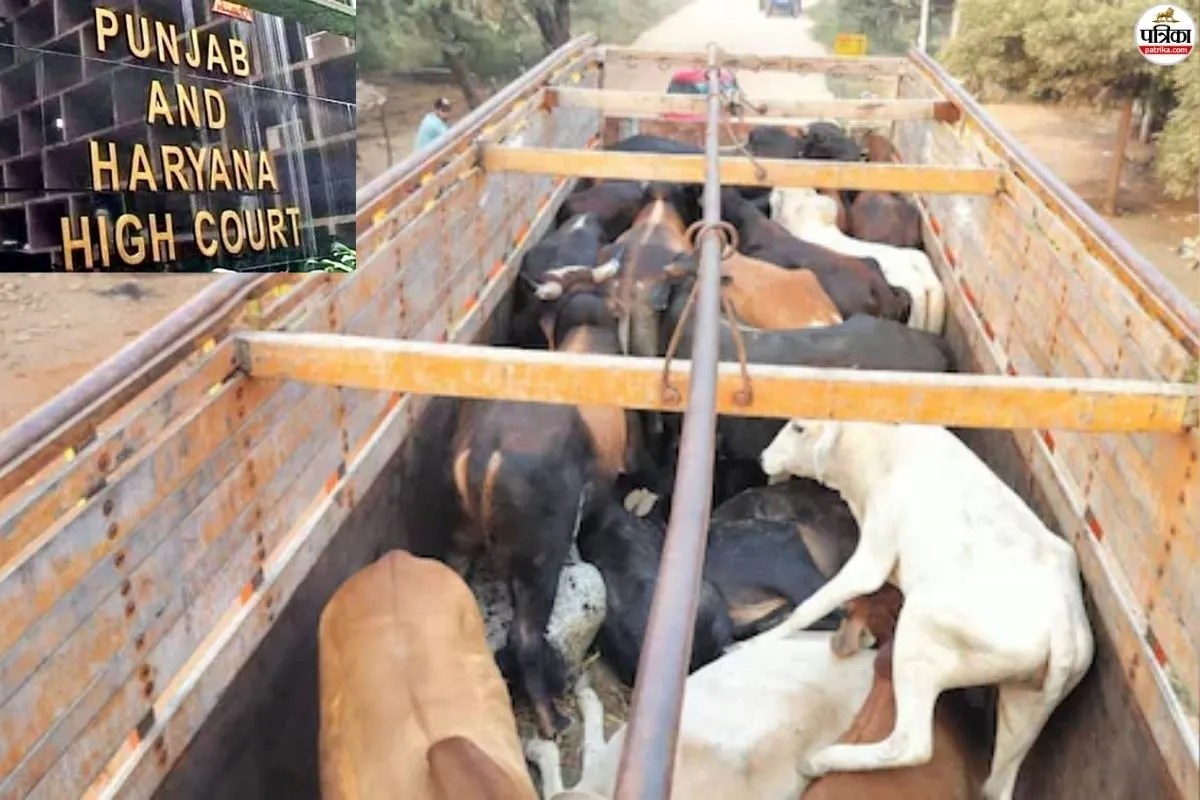 टीम ने ऐसे पकड़ा भारी मात्रा में गोमांस… 62 वर्षीय शख्स हुआ गिरफ्तार ...